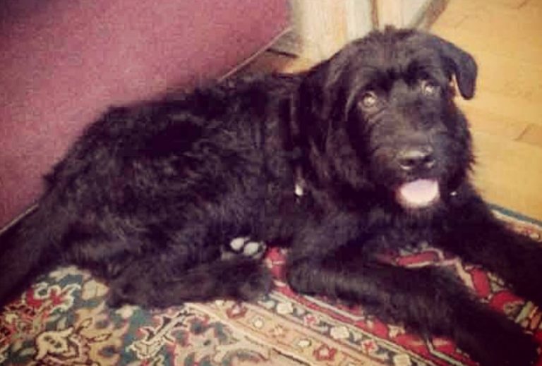 59 Labrador Retrievers Mixed With Other Breeds That Was Pawsome