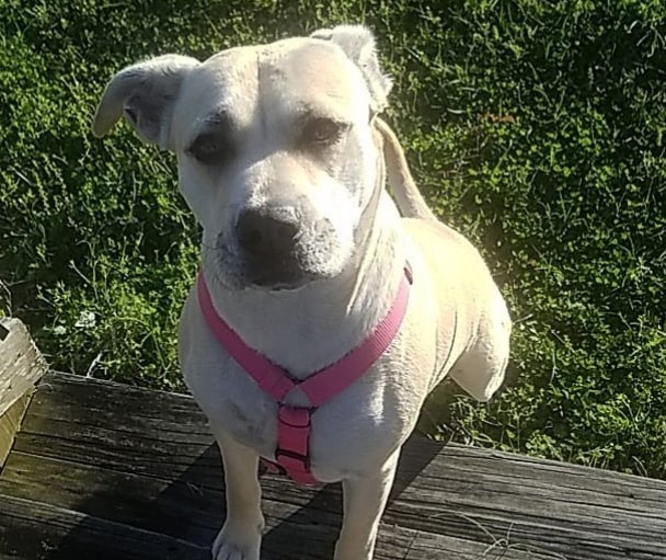 59 Labrador Retrievers Mixed With Other Breeds That Was Pawsome