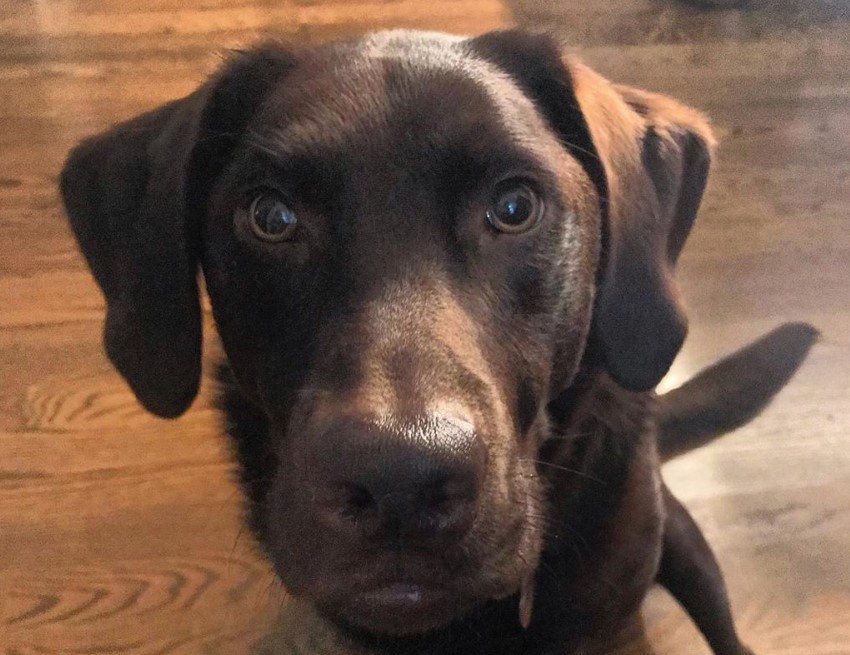 59 Labrador Retrievers Mixed With Other Breeds That Was Pawsome