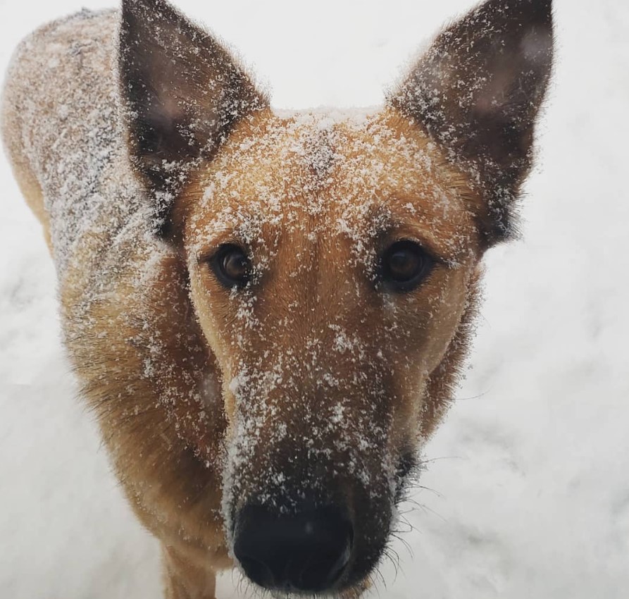 59 Labrador Retrievers Mixed With Other Breeds That Was Pawsome
