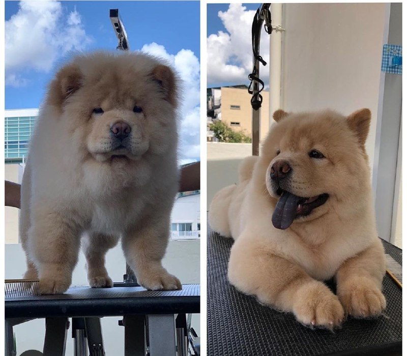14 Funny Chow Chows That Will Make Your Day | Page 3 of 4 | PetPress