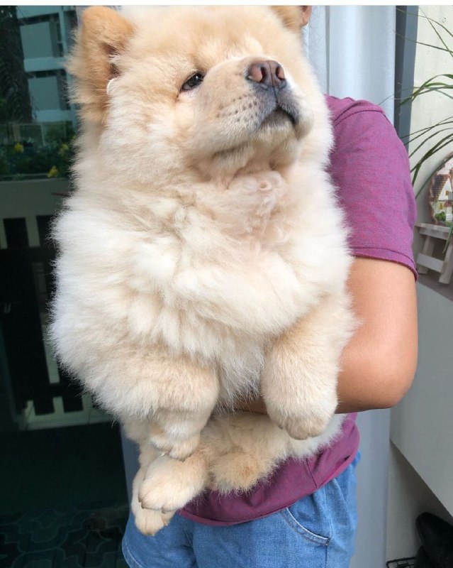 14 Funny Chow Chows That Will Make Your Day - PetPress
