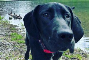 36 Golden Retriever Mixes Too Adorable To Be Real | PetPress