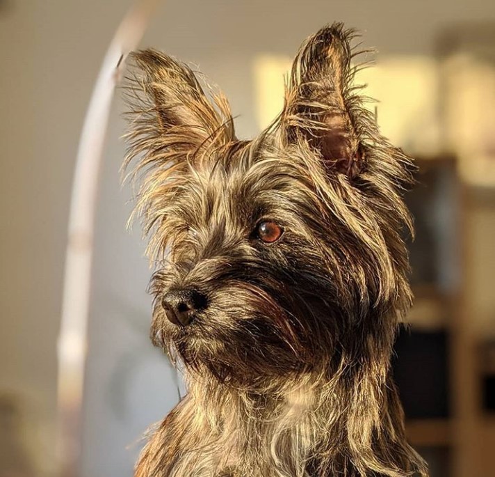 33 Yorkshire Terrier Mixes That Will Melt Your Cold, Unloving Heart