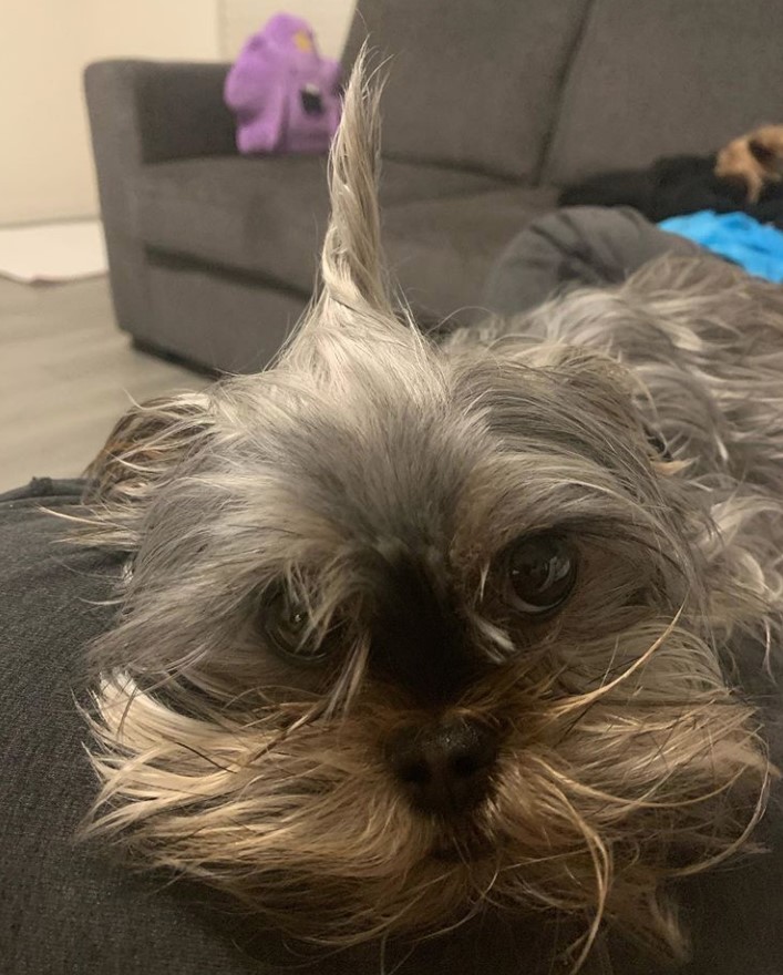 33 Yorkshire Terrier Mixes That Will Melt Your Cold, Unloving Heart