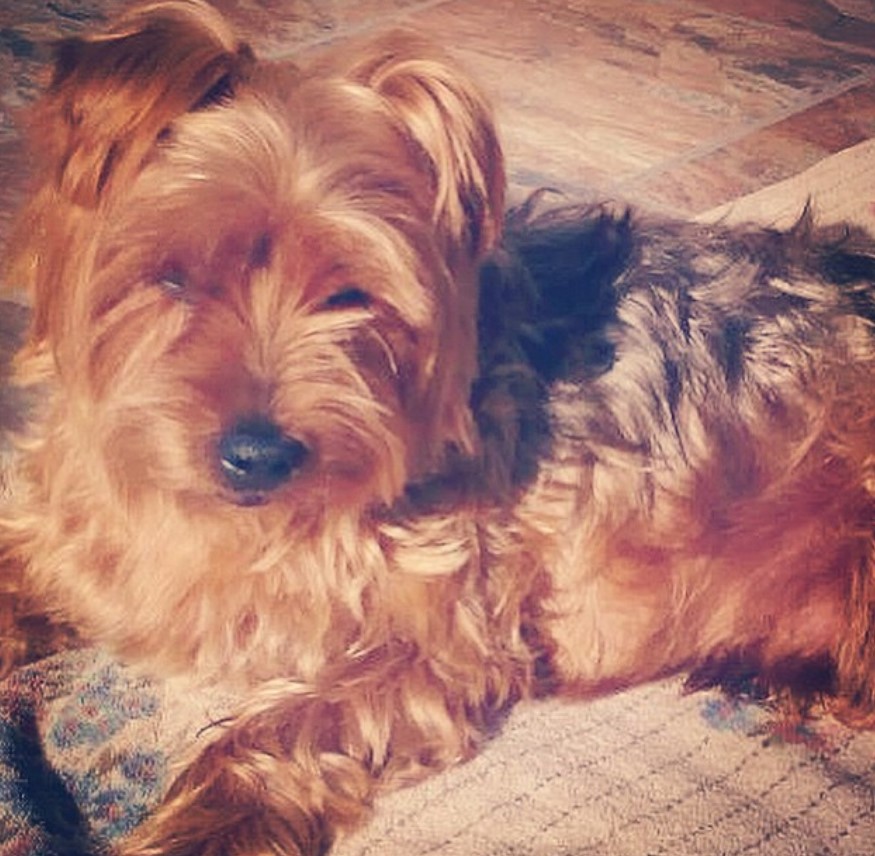 33 Yorkshire Terrier Mixes That Will Melt Your Cold, Unloving Heart