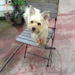 33 Yorkshire Terrier Mixes That Will Melt Your Cold, Unloving Heart