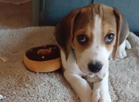 14 Funny Pictures Explaining Why You Should Never Own Beagles - PetPress