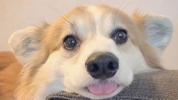 14 Funny Corgi Pictures That Will Make Your Day! | PetPress