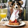 14 Of The Cutest Corgis You’ve Ever Seen! | PetPress