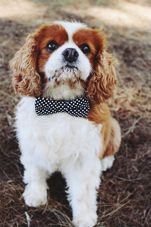 14 Funny Pictures Showing How Cavalier King Charles Spaniels Celebrate ...