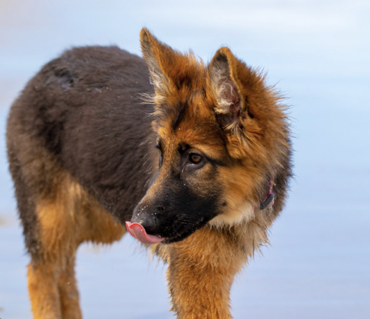 14 Things You Didn’t Know About German Shepherds | PetPress