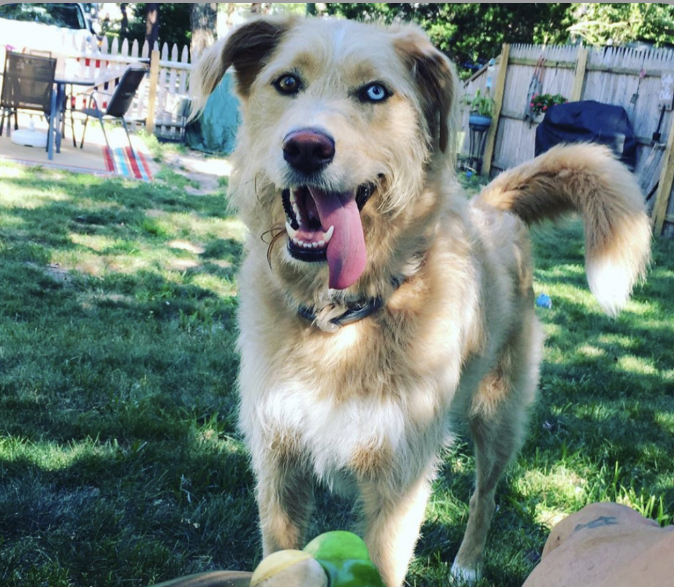 14 Amazing Husky Mixes That Will Melt Your Heart - Page 3 of 3 - PetPress