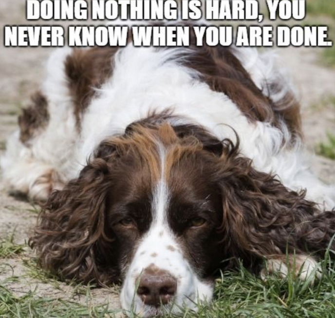 14 Funny Springer Spaniel Memes | Page 3 of 3 | PetPress