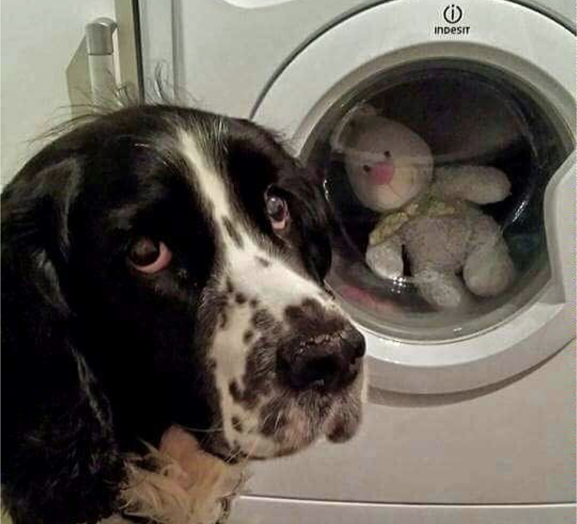 14 Funny Springer Spaniel Memes | Page 2 of 3 | PetPress