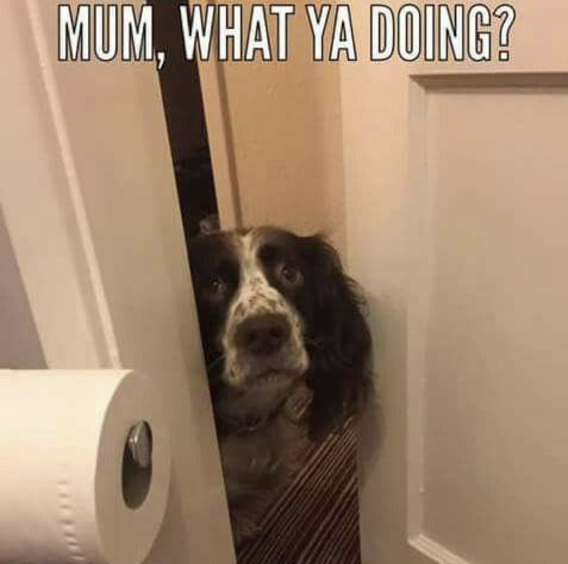 14 Funny Springer Spaniel Memes - PetPress