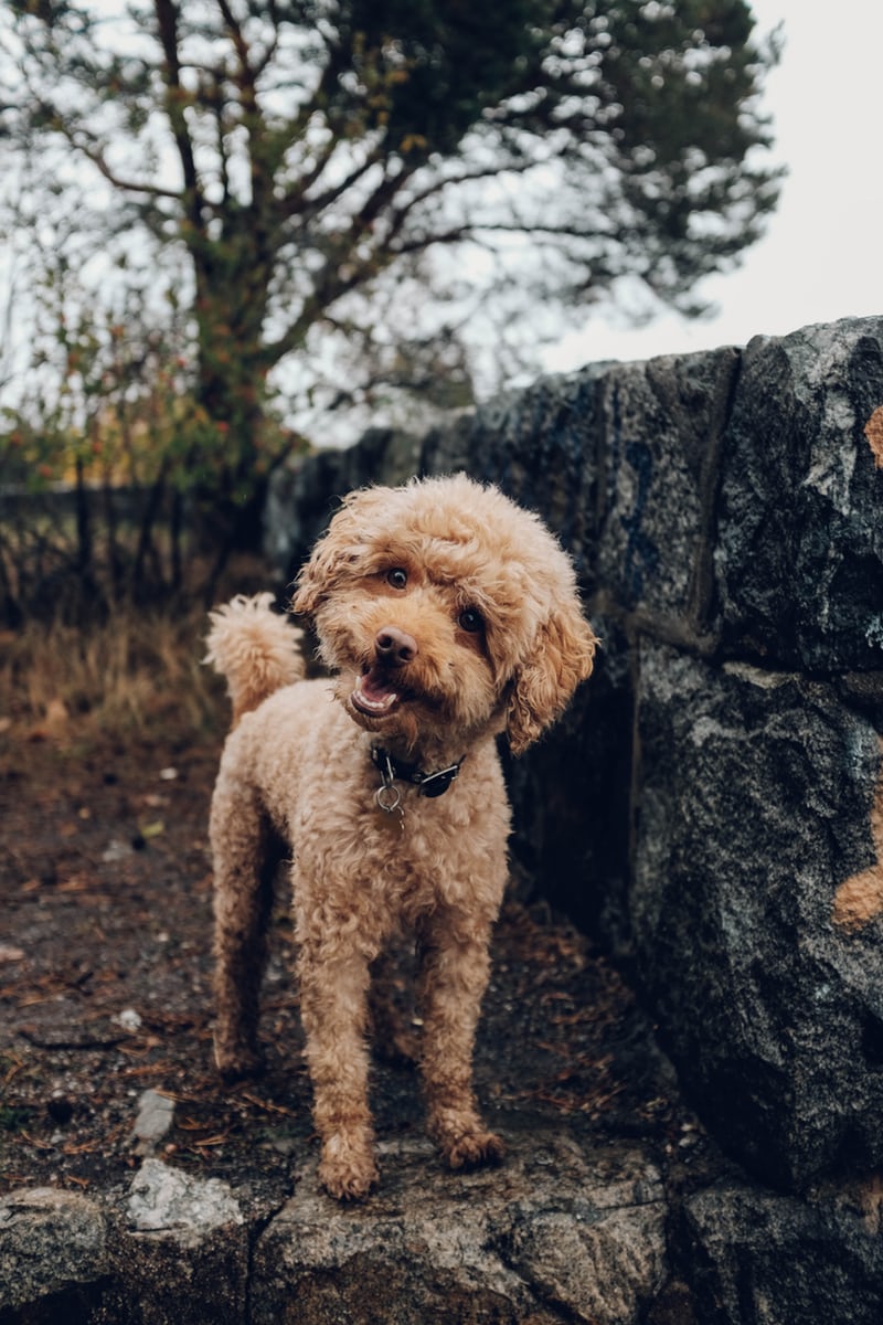 14 Reasons Why Poodles and Doodle Dogs Are Best Of The Best - PetPress