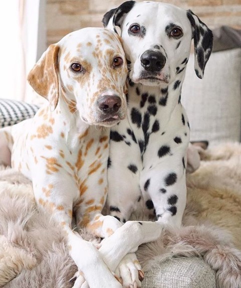 15 Incredible Facts About The Dalmatians: breed history, salient ...
