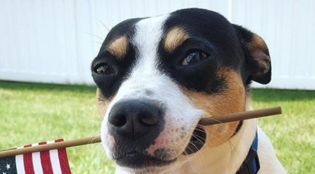 14 Funny Pictures Explaining Why People Choose Rat Terriers - PetPress