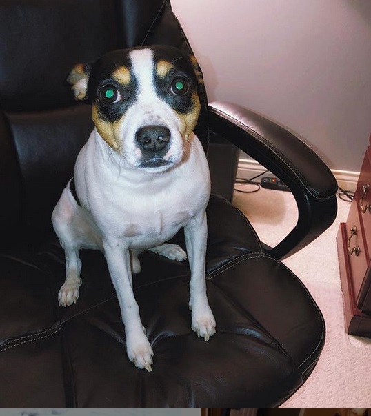 14 Funny Pictures Explaining Why People Choose Rat Terriers - Page 3 of ...