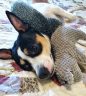 14 Funny Pictures Explaining Why People Choose Rat Terriers | PetPress