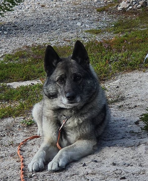 14 Historical Facts About The Hunter Dog – Norwegian Elkhound | Page 2 ...