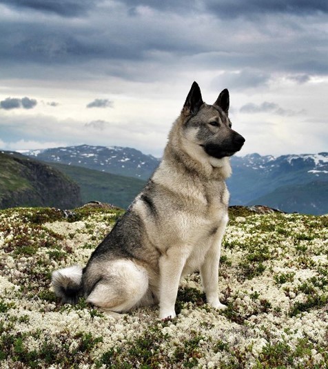 14 Historical Facts About The Hunter Dog – Norwegian Elkhound | Page 2 ...