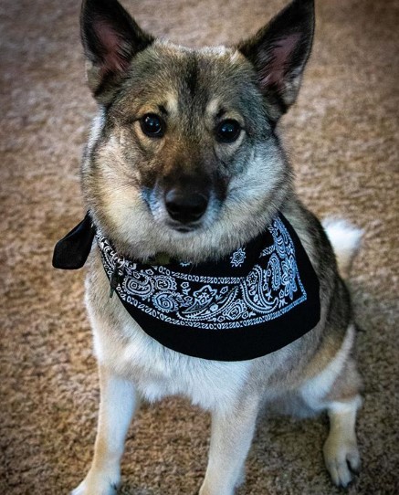 14 Historical Facts About The Hunter Dog – Norwegian Elkhound | Page 2 ...