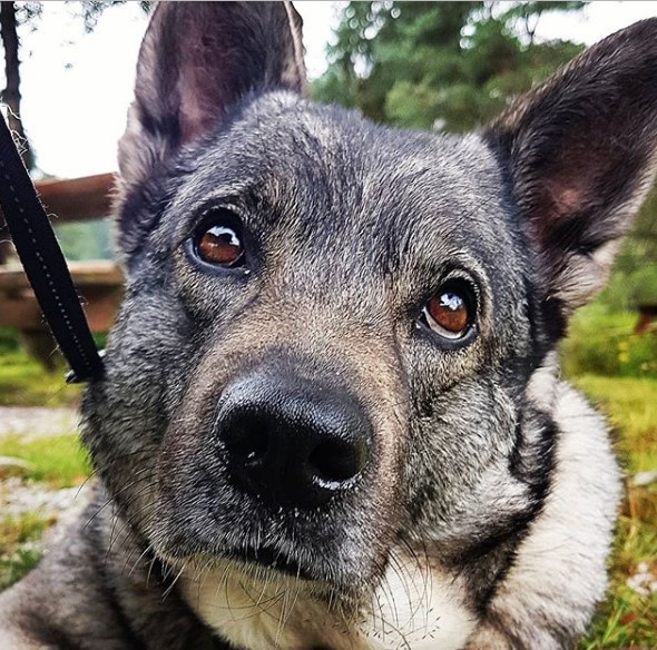14 Historical Facts About The Hunter Dog – Norwegian Elkhound | PetPress