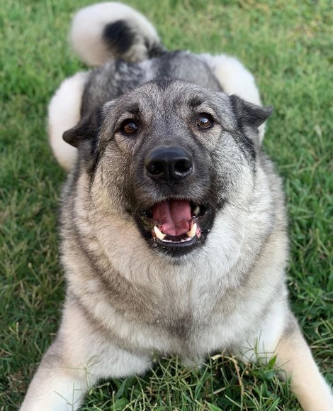 14 Historical Facts About The Hunter Dog – Norwegian Elkhound | PetPress