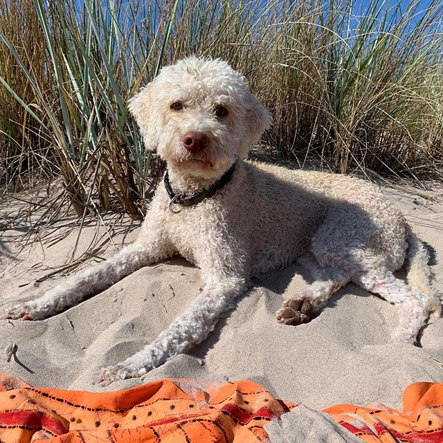 14 Facts You Need To Know About The Lagotto Romagnolo | Page 3 of 3 ...