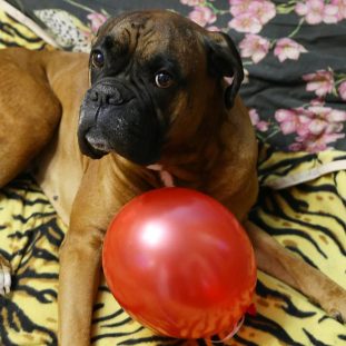 14 Reasons Why Boxers are The Most Serious Dogs Ever