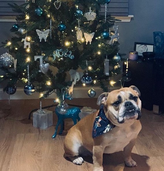 14 Funny Pictures Explaining Why English Bulldogs Adore Christmas Tree ...