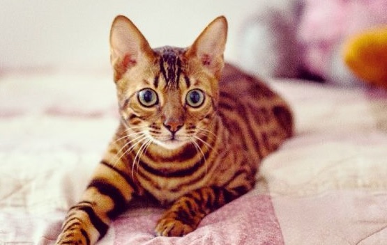 14 Tips For Choosing а Bengal Cat - PetPress