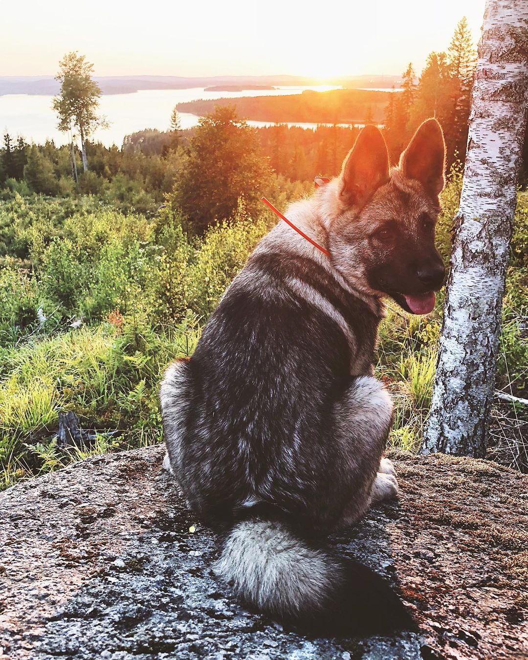 15 Things You Didn’t Know About the Norwegian Elkhound - PetPress