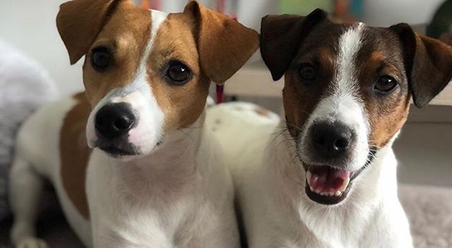 14 Energetic Facts About Jack Russells That Everyone Should Know - PetPress