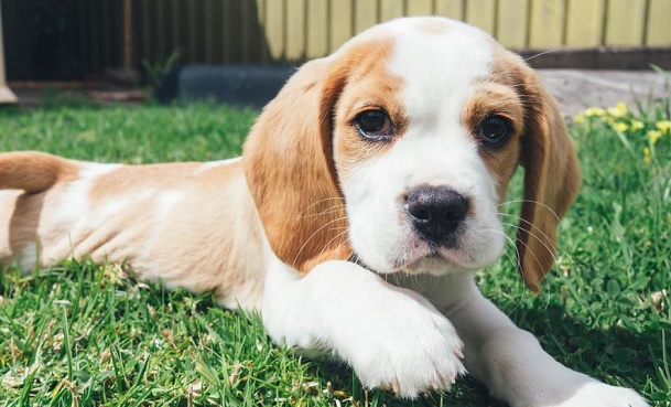 33 Beagle Mixed Breeds: List of Beagle Mix Breed Dogs - PetPress