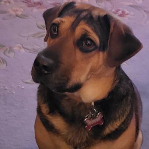 33 Beagle Mixed Breeds: List of Beagle Mix Breed Dogs | PetPress