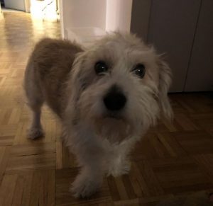 Glechon (Beagle x Bichon Frise mix) | PetPress