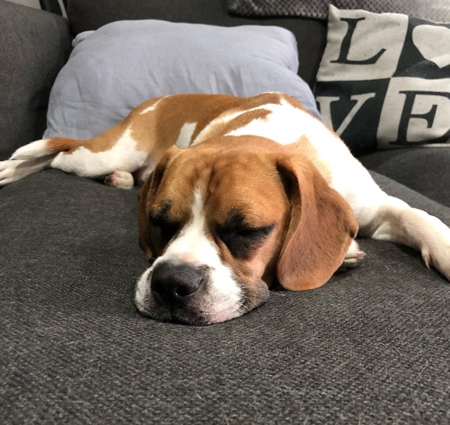 33 Beagle Mixed Breeds: List of Beagle Mix Breed Dogs | PetPress