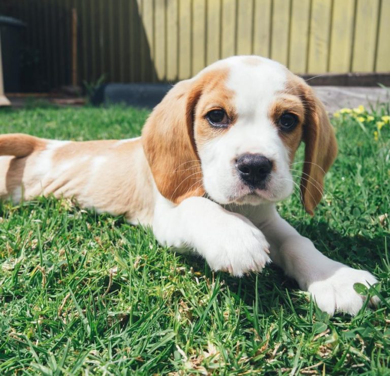 33 Beagle Mixed Breeds: List of Beagle Mix Breed Dogs | PetPress