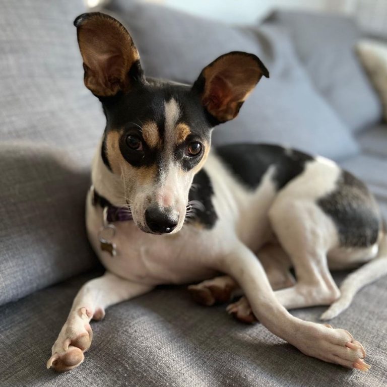 33 Beagle Mixed Breeds: List of Beagle Mix Breed Dogs | PetPress
