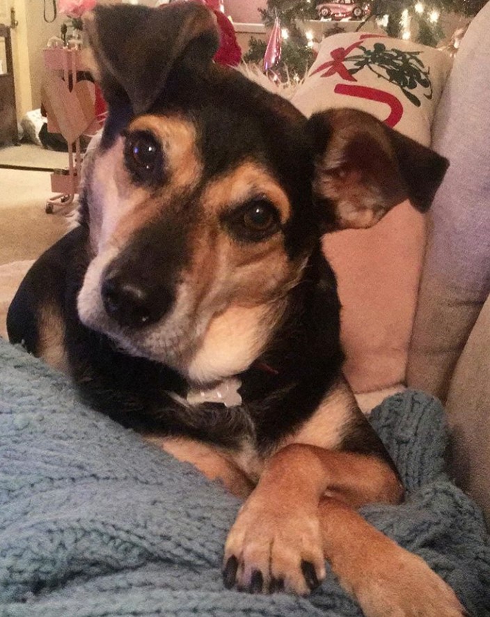 33 Beagle Mixed Breeds: List of Beagle Mix Breed Dogs | PetPress