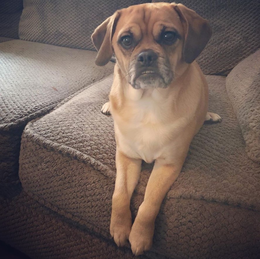 33 Beagle Mixed Breeds: List of Beagle Mix Breed Dogs | PetPress