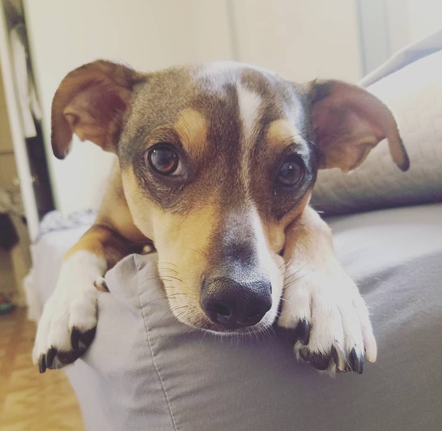 33 Beagle Mixed Breeds: List of Beagle Mix Breed Dogs | PetPress