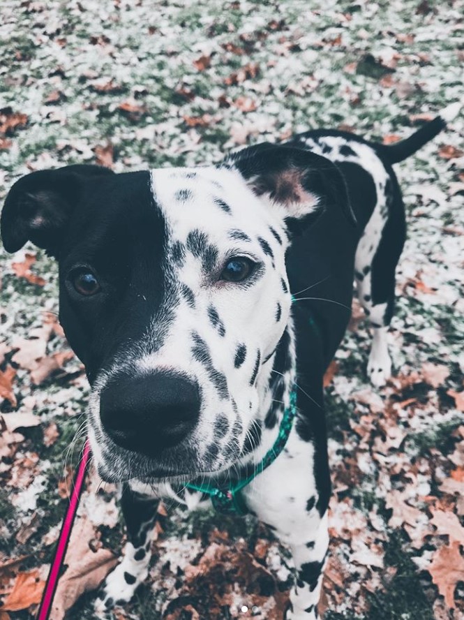 33 Beagle Mixed Breeds: List of Beagle Mix Breed Dogs | PetPress