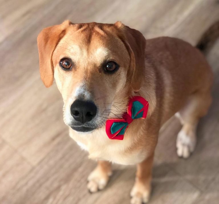 33 Beagle Mixed Breeds: List of Beagle Mix Breed Dogs - PetPress