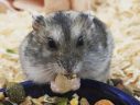 Hamster Names - 500+ Great Ideas For Naming Your Pet Hamster | PetPress