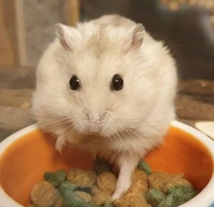 Hamster Names - 500+ Great Ideas For Naming Your Pet Hamster | PetPress