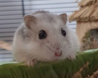 Hamster Names - 500+ Great Ideas For Naming Your Pet Hamster | PetPress